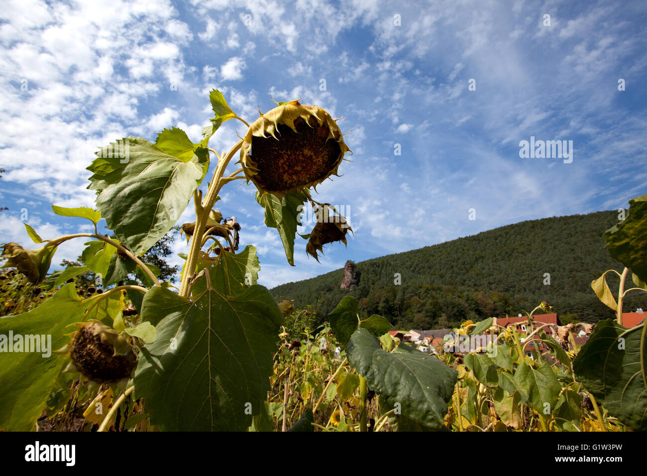 Sunflowers shot against blue sky with small clouds in summer Stock ...