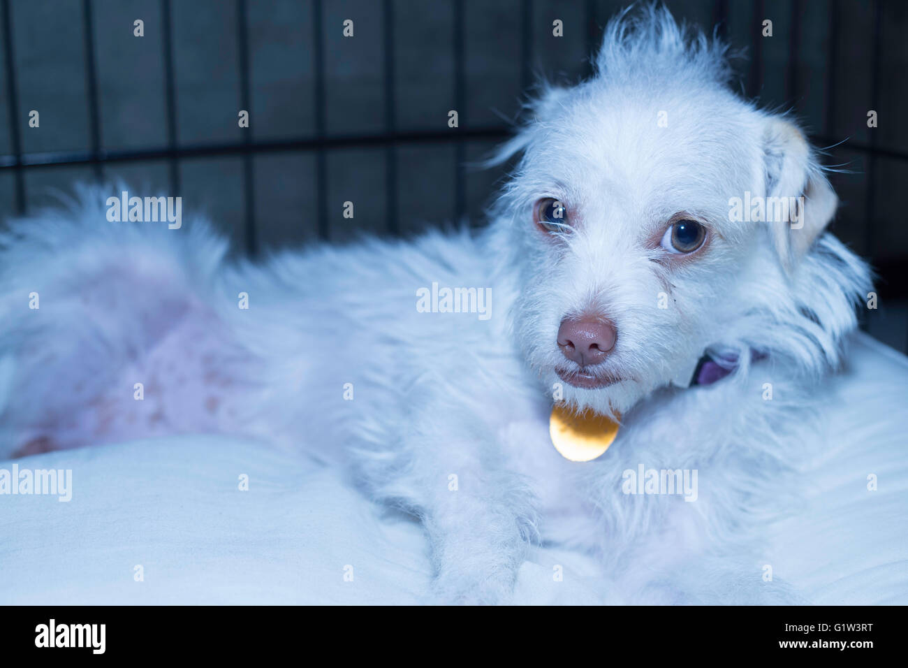 Puppy laying down hi-res stock photography and images - Alamy