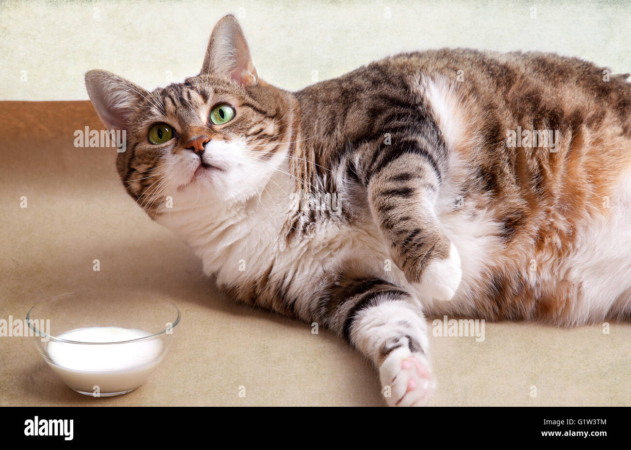 Fat Cat lying on floor with milk bowl Stock Photo - Alamy