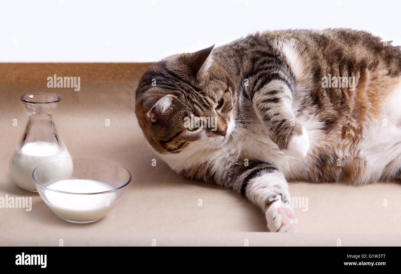 Fat Cat lying on floor with milk bowl Stock Photo - Alamy