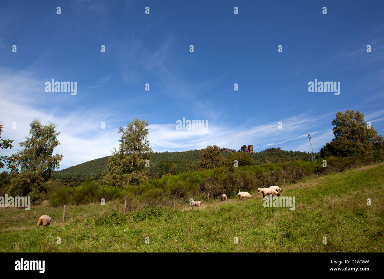 Sheep on autumn meadow in late september Stock Photo - Alamy