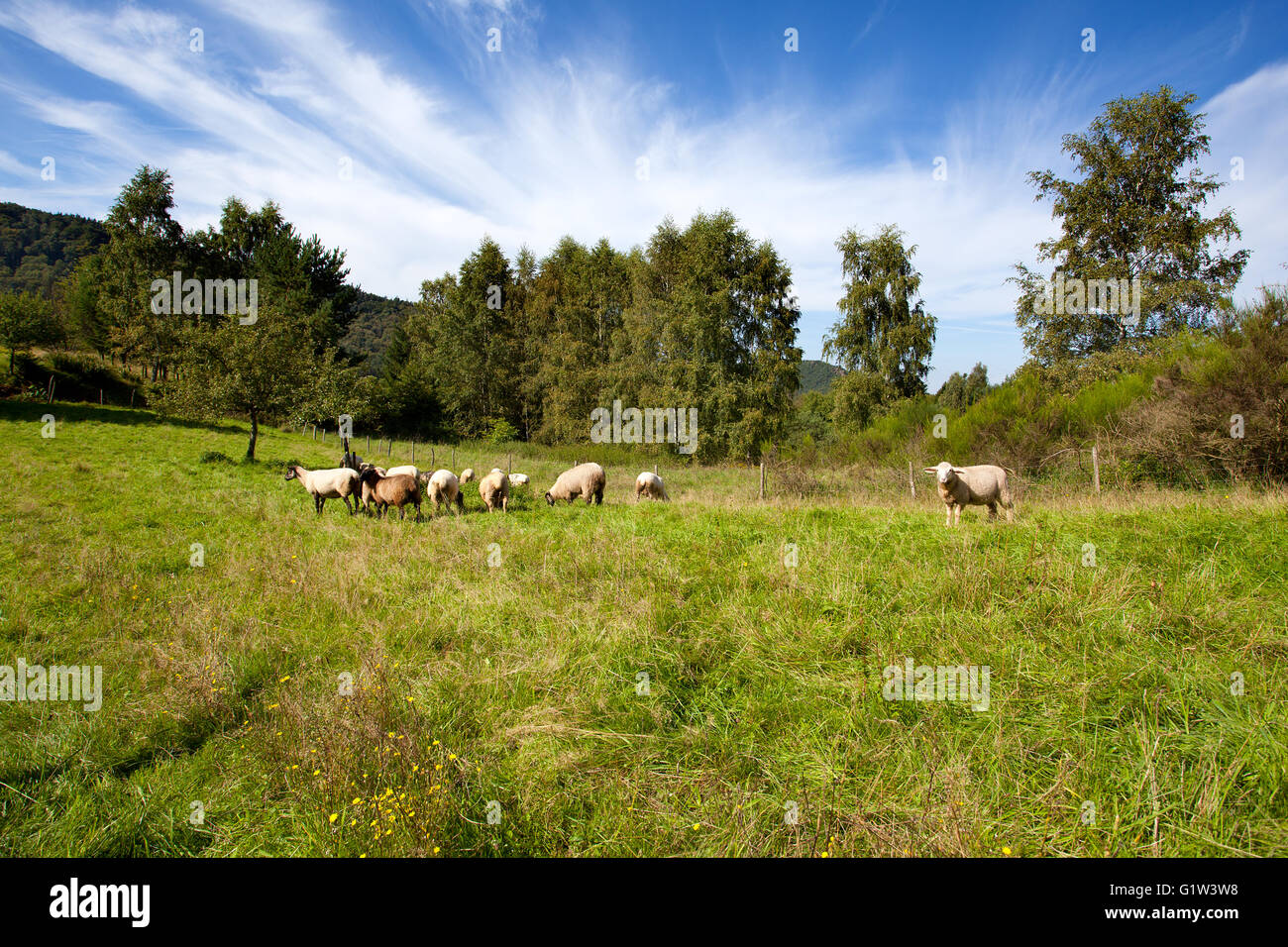 Sheep on autumn meadow in late september Stock Photo - Alamy