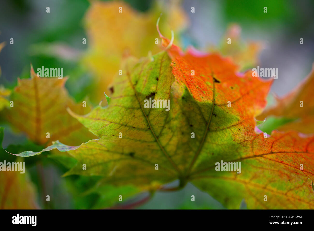 Maple Autumn Leaves Stock Photo - Alamy