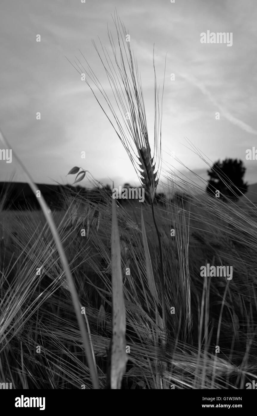 Viotia Greece High Resolution Stock Photography and Images - Alamy