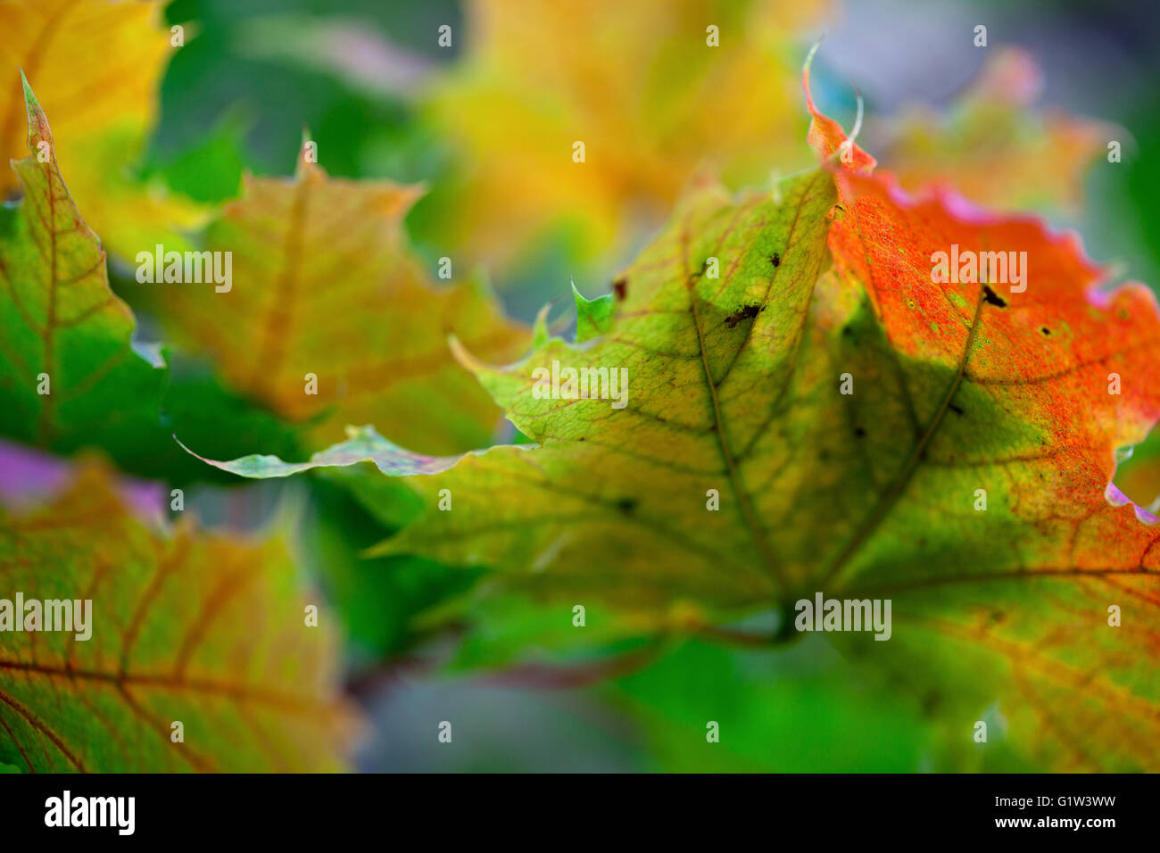 Maple Autumn Leaves Stock Photo - Alamy