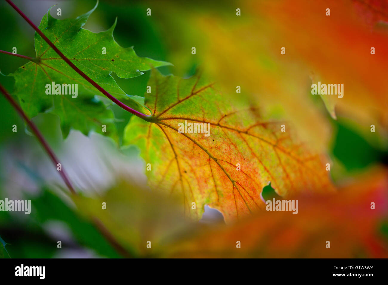 Maple Autumn Leaves Stock Photo - Alamy