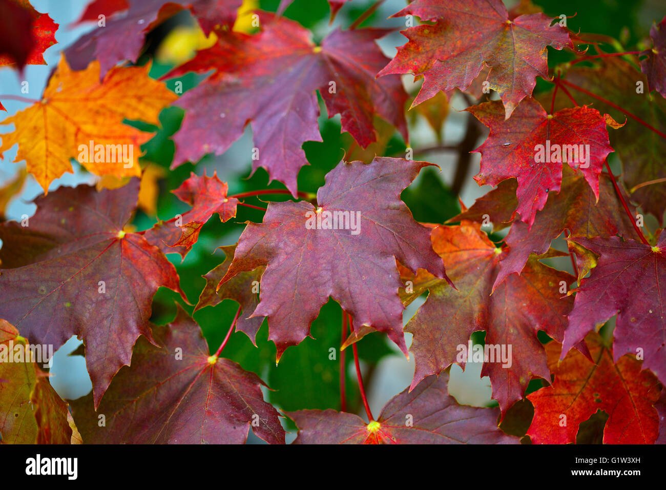 Maple Autumn Leaves Stock Photo - Alamy