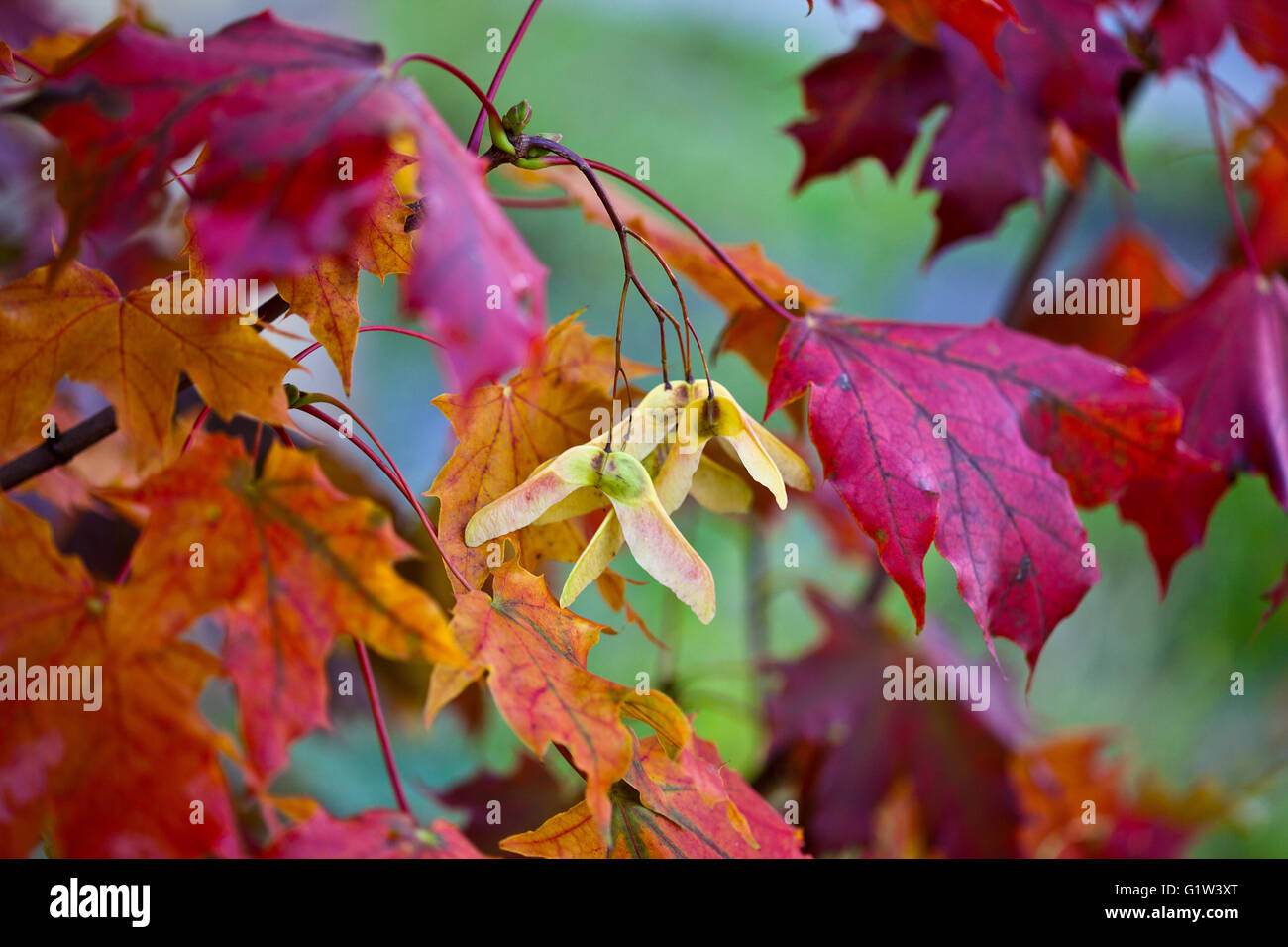Maple Autumn Leaves Stock Photo - Alamy