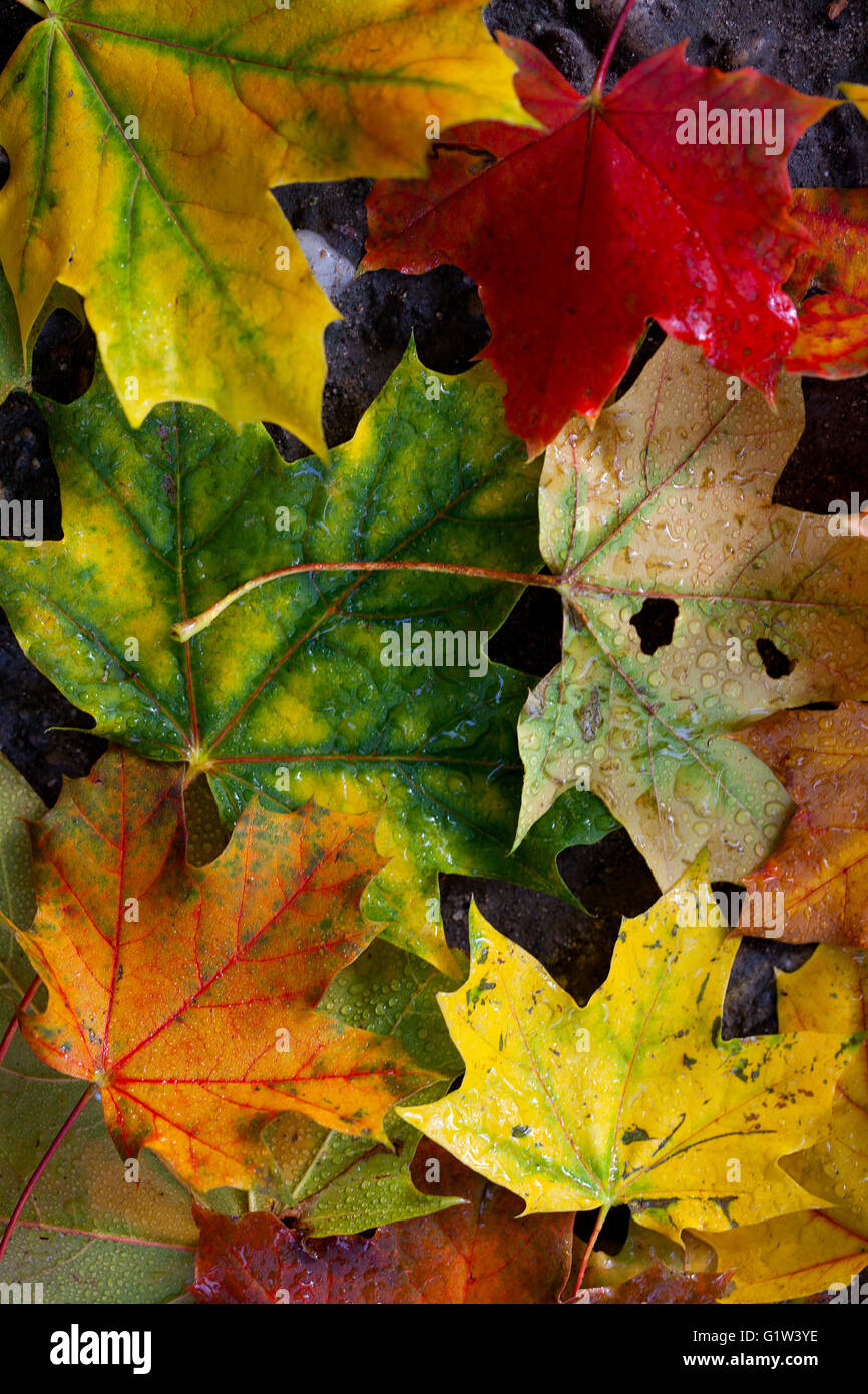 Maple Autumn Leaves Stock Photo - Alamy