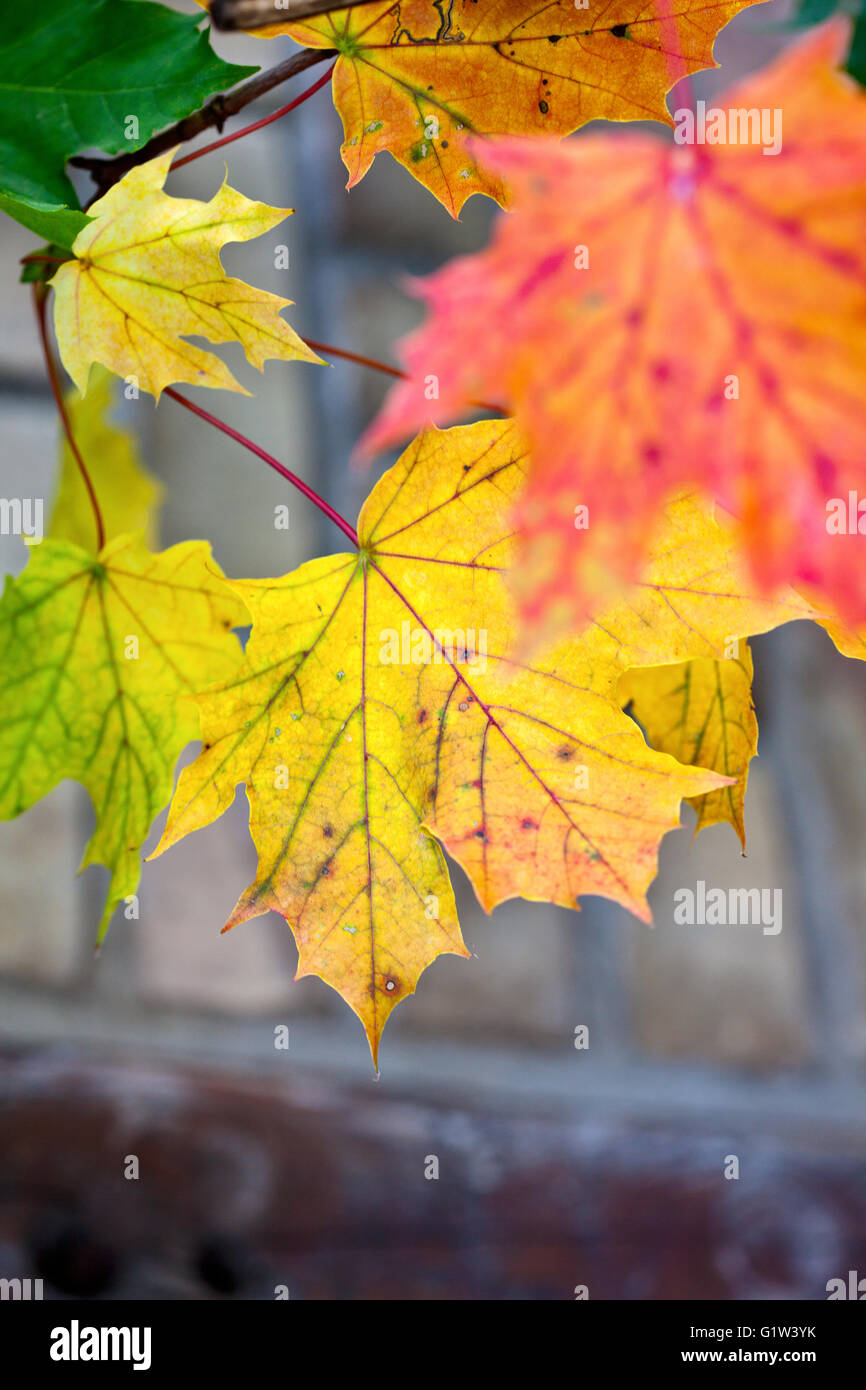 Maple Autumn Leaves Stock Photo - Alamy