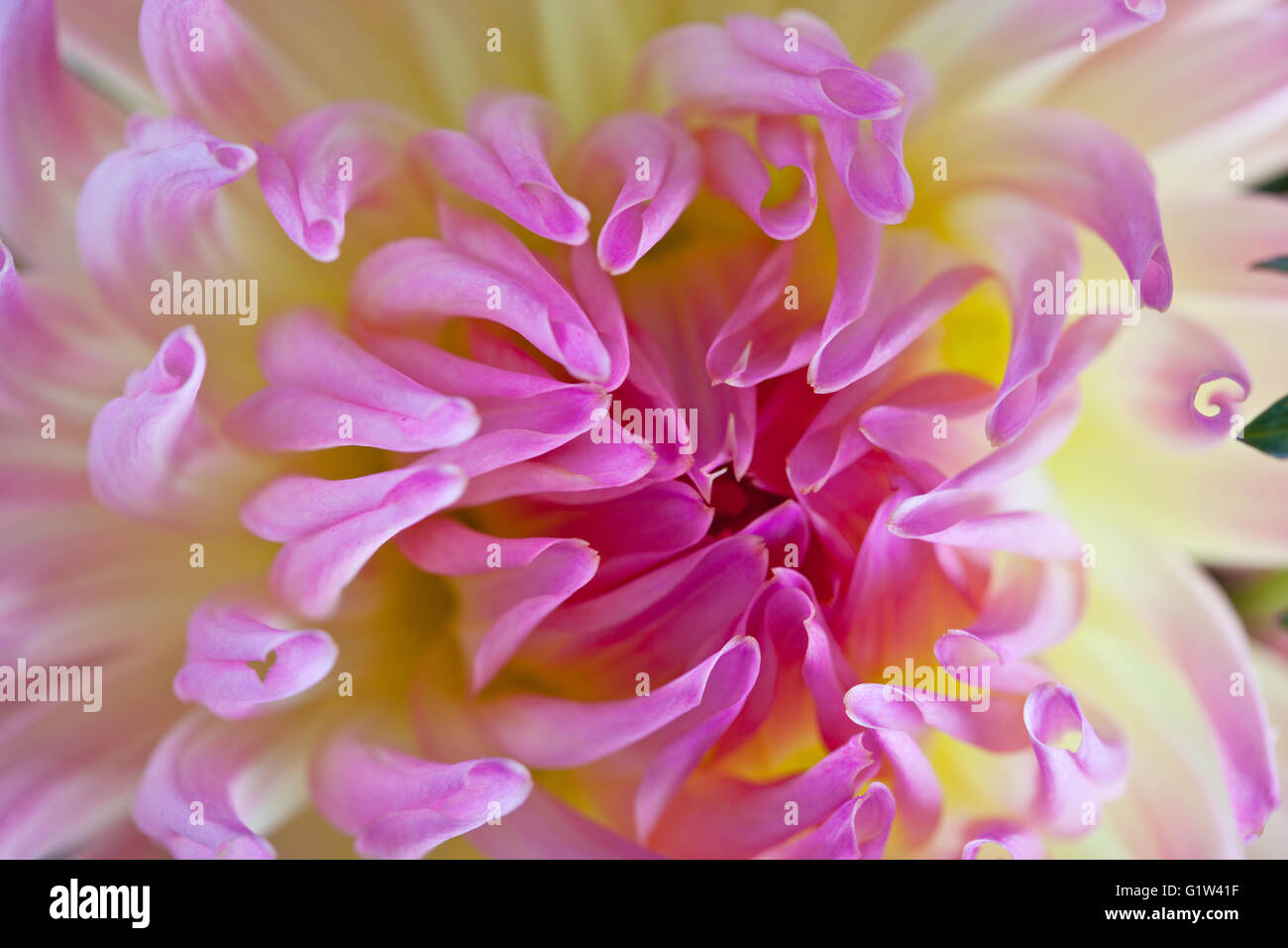 Dahlia flower with dew drops Stock Photo - Alamy