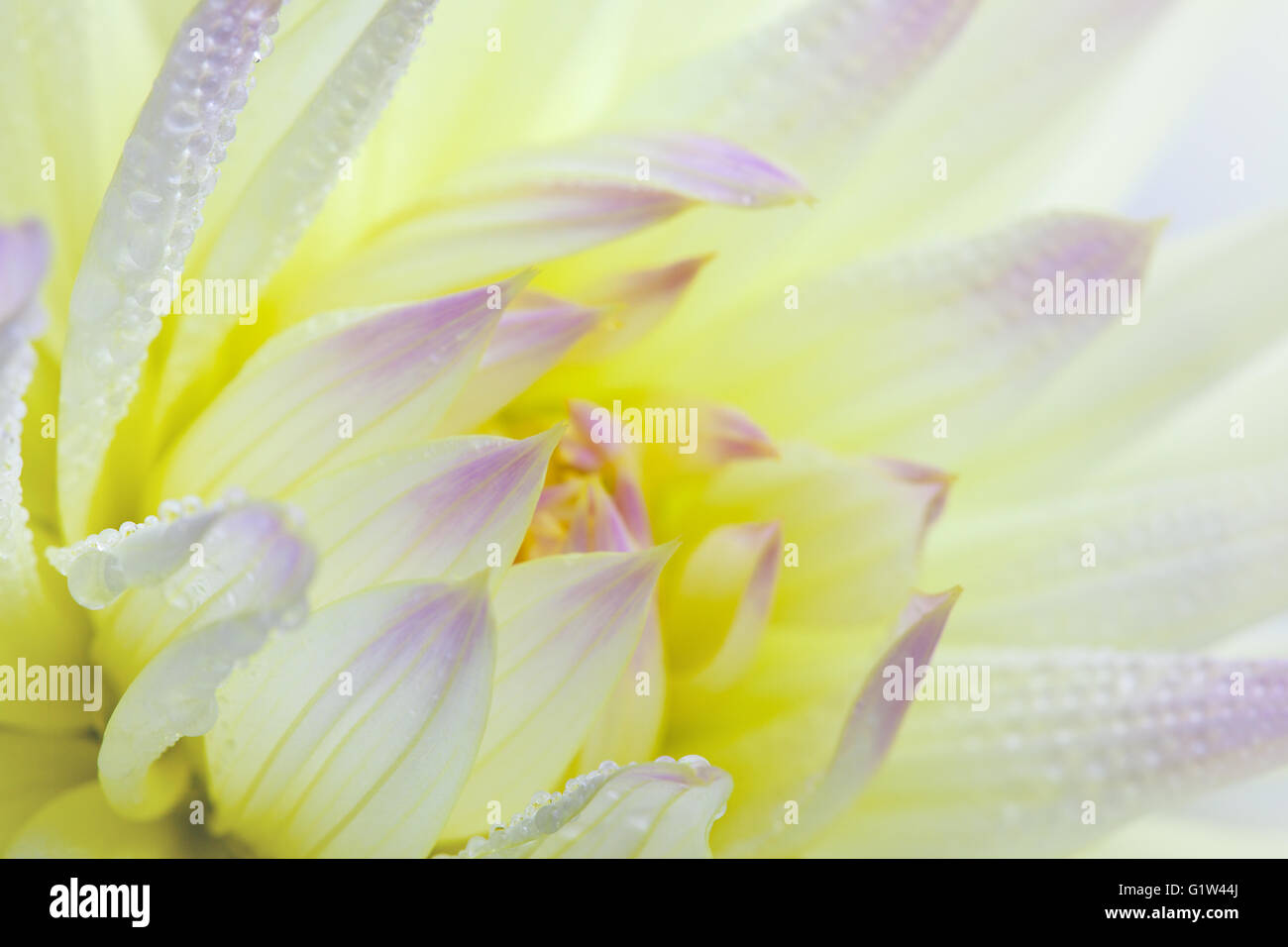 Dahlia flower with dew drops Stock Photo - Alamy