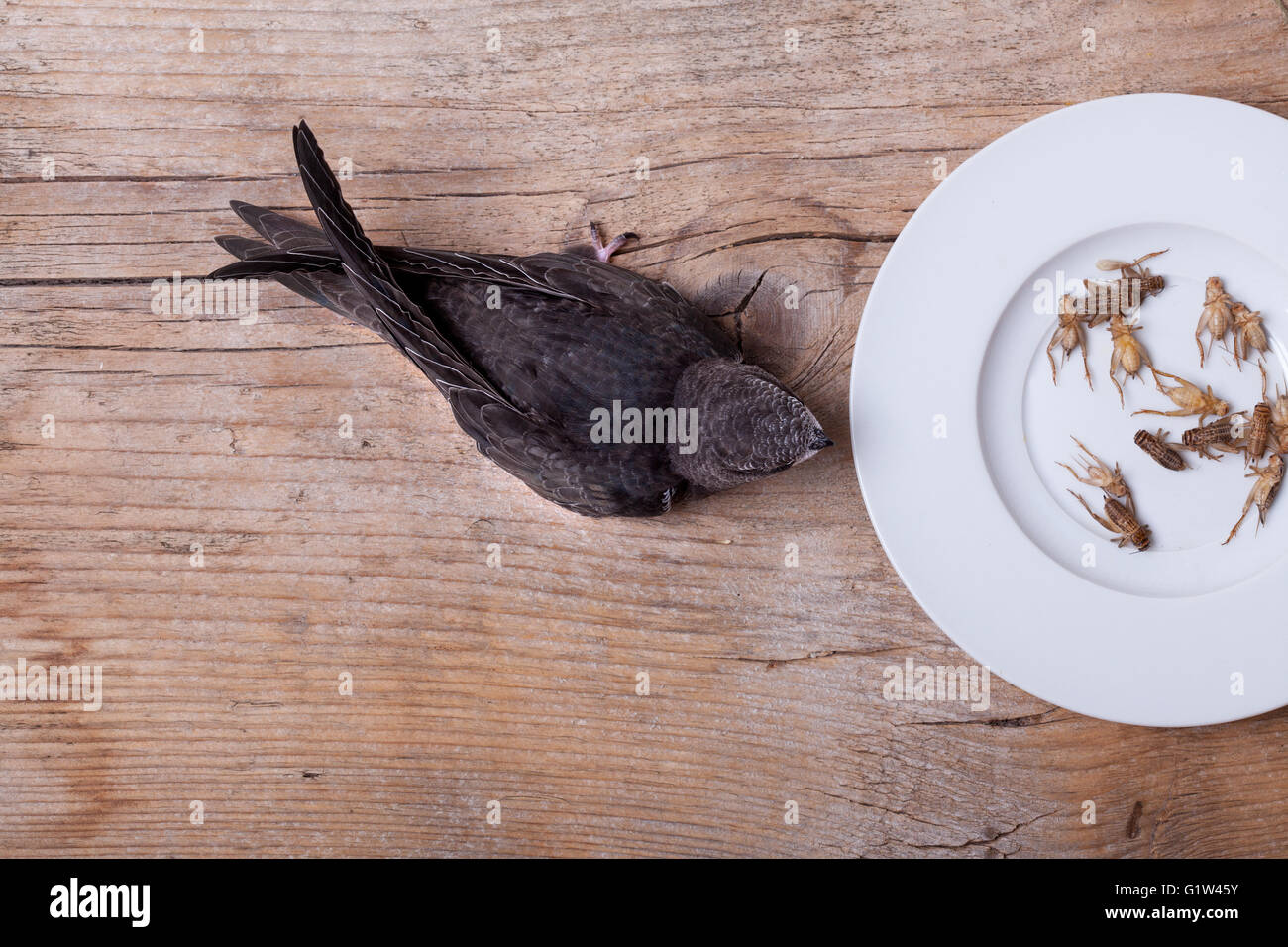 Young Eurasian Swift at feeding time with house crickets Stock Photo ...