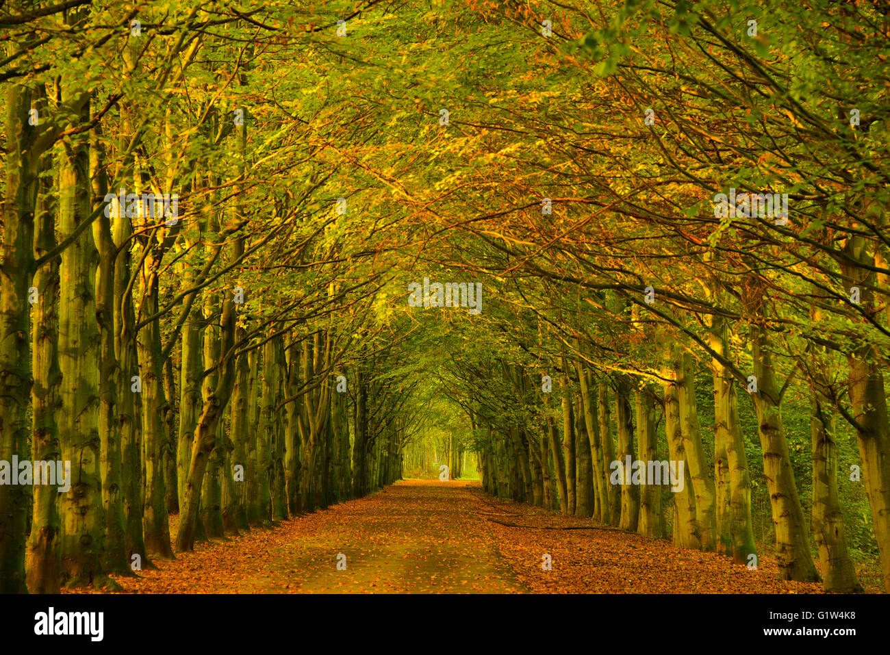 Color Changing Trees
