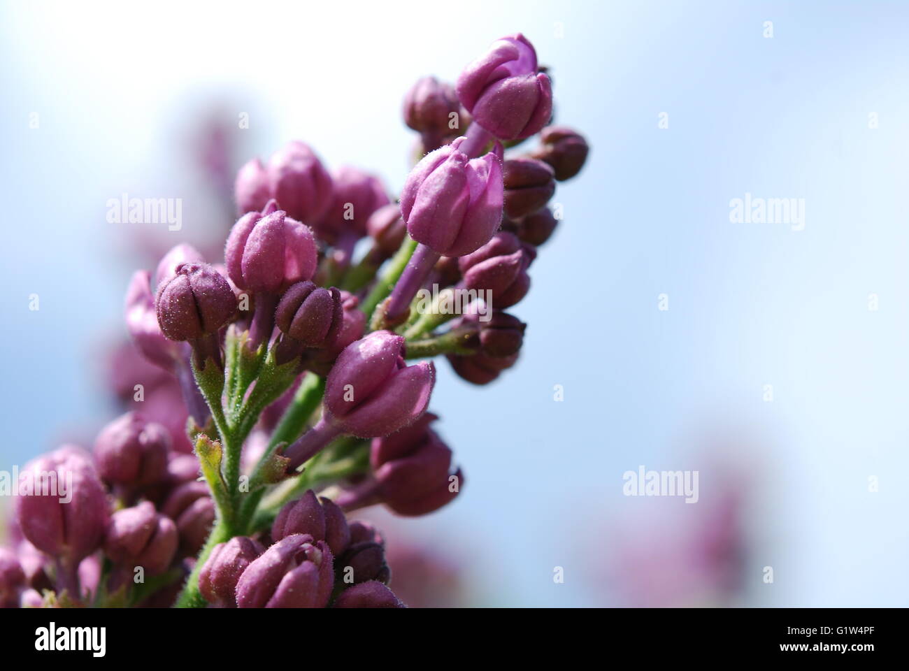 Lilac buds High Resolution Stock Photography and Images - Alamy