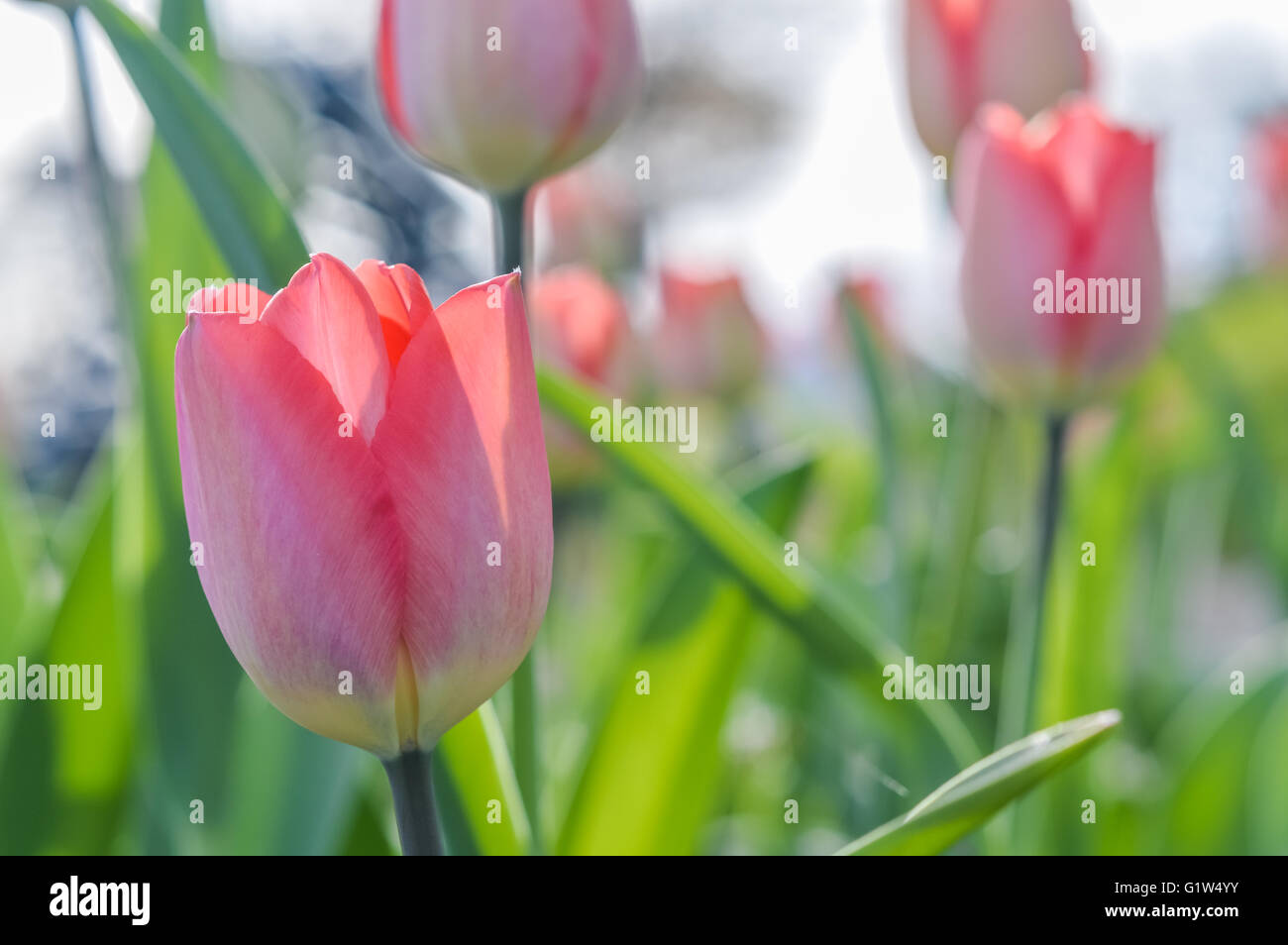 Backlit pink tulip petals hi-res stock photography and images - Alamy