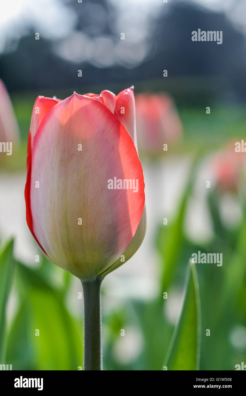 beautiful red pink tulip close up Stock Photo - Alamy