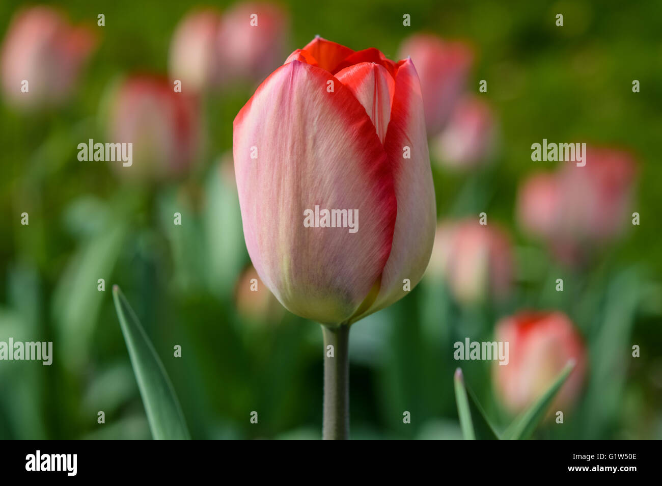 bright red pink tulip flowers Stock Photo - Alamy