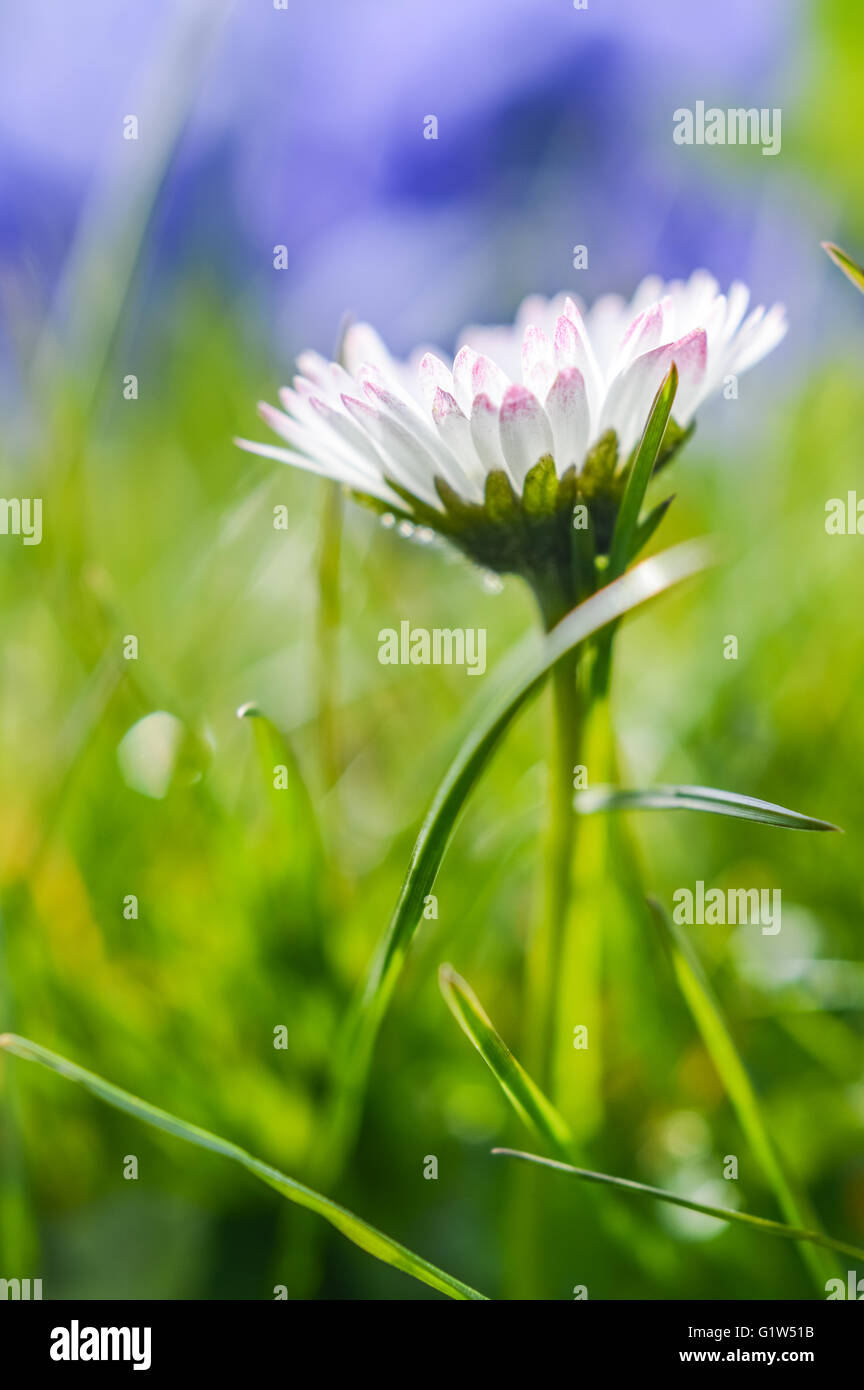 beautiful white daisy profile Stock Photo - Alamy