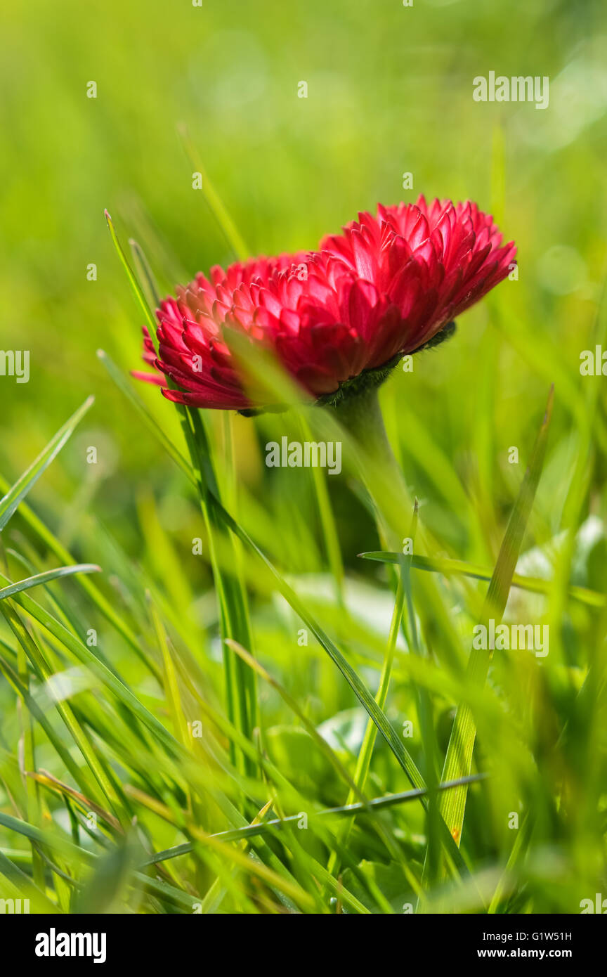 Single daisy growing in grass hi-res stock photography and images - Alamy