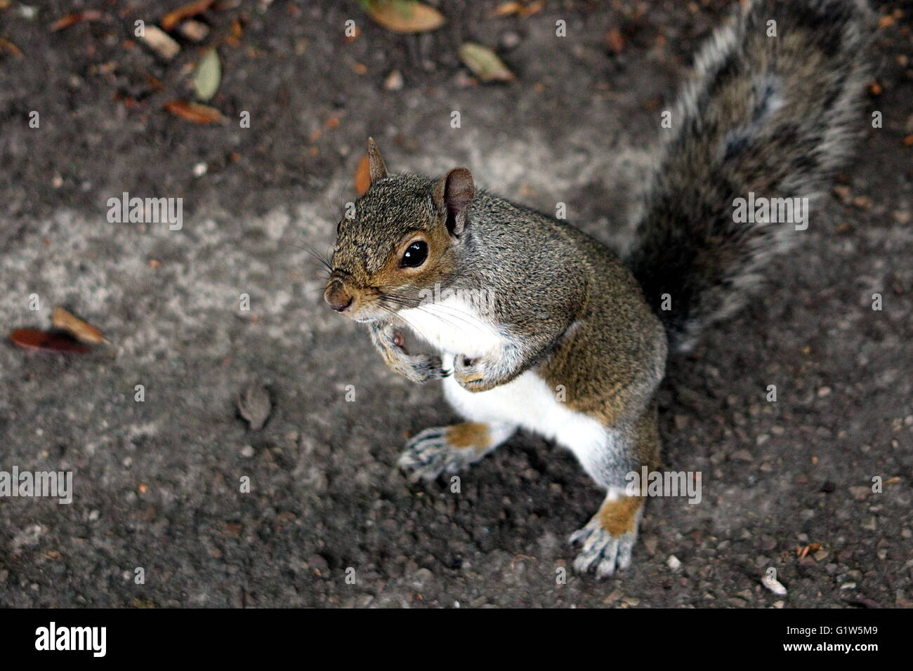 Standing up squirrel hi-res stock photography and images - Alamy