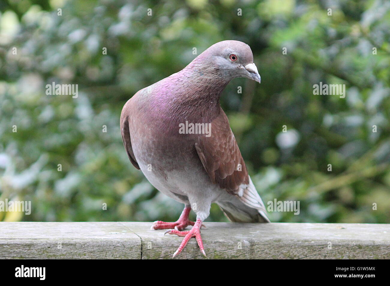 Pigeon perch hi-res stock photography and images - Alamy