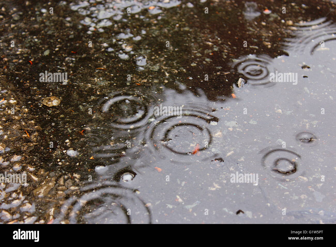 raindrops in a puddle Stock Photo - Alamy