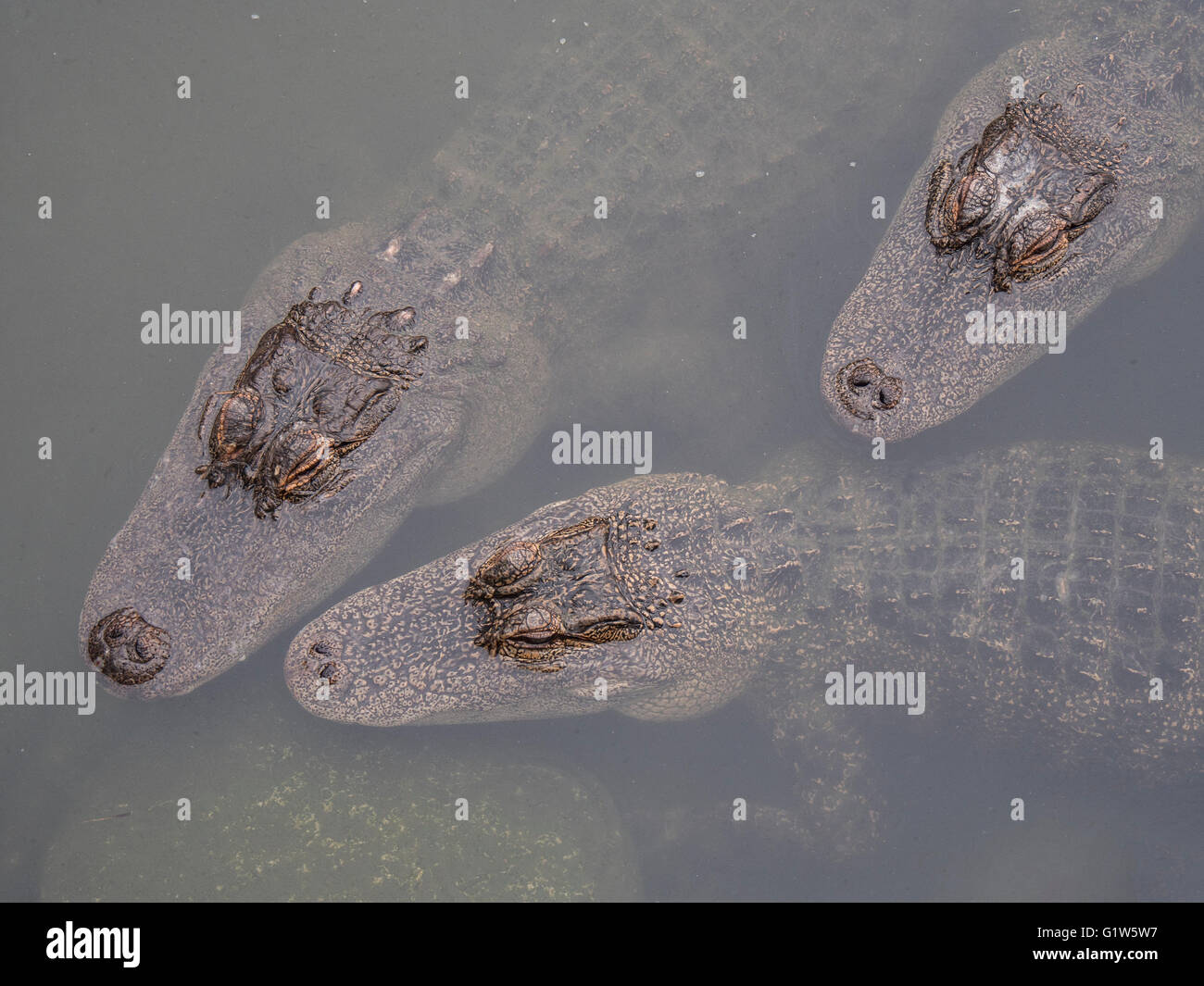 Alligators in a holding tank, Colorado Gators Reptile Park, Mosca ...