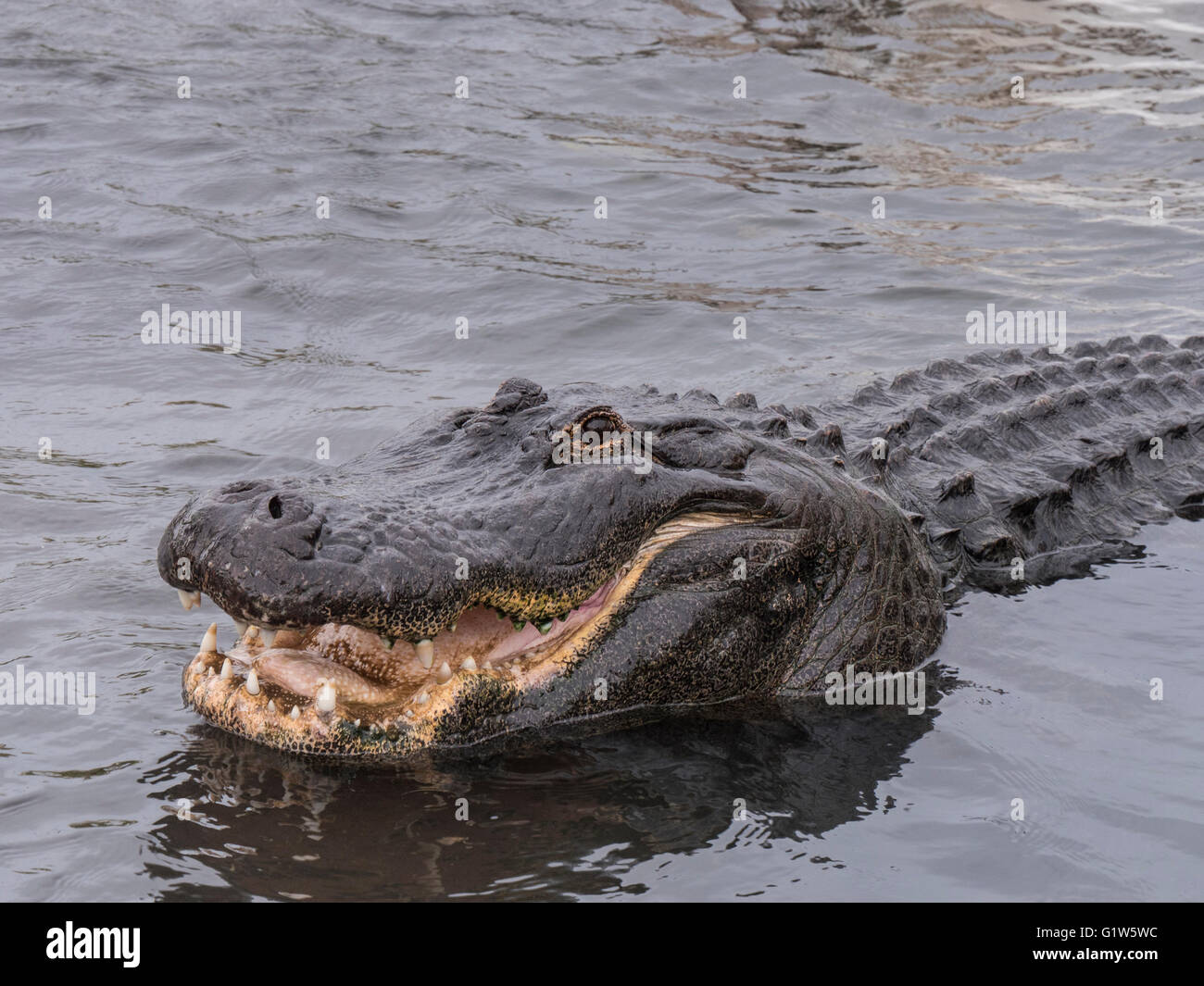 Reptiles of colorado hi-res stock photography and images - Alamy