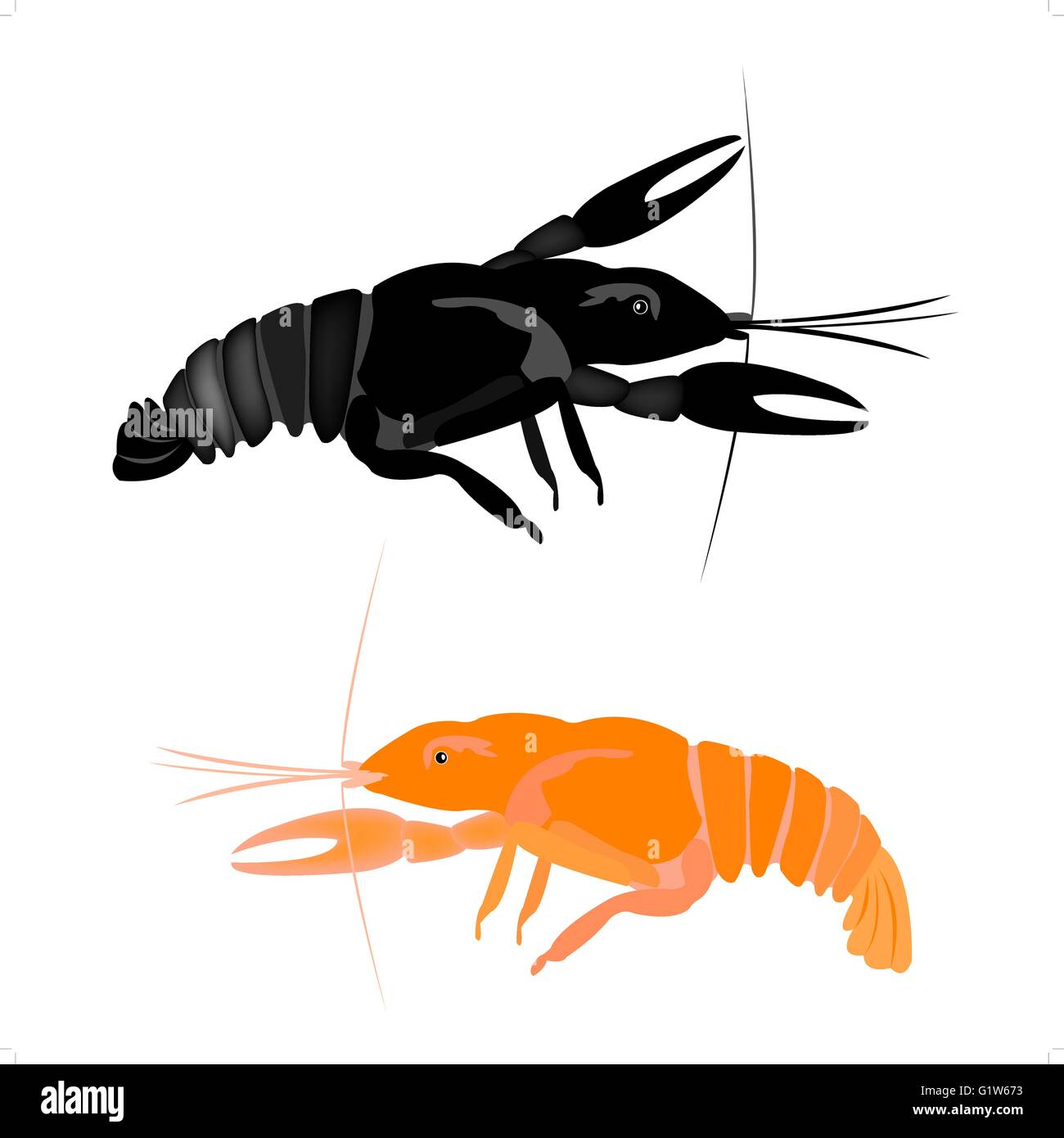 River cancer Stock Vector Images - Alamy