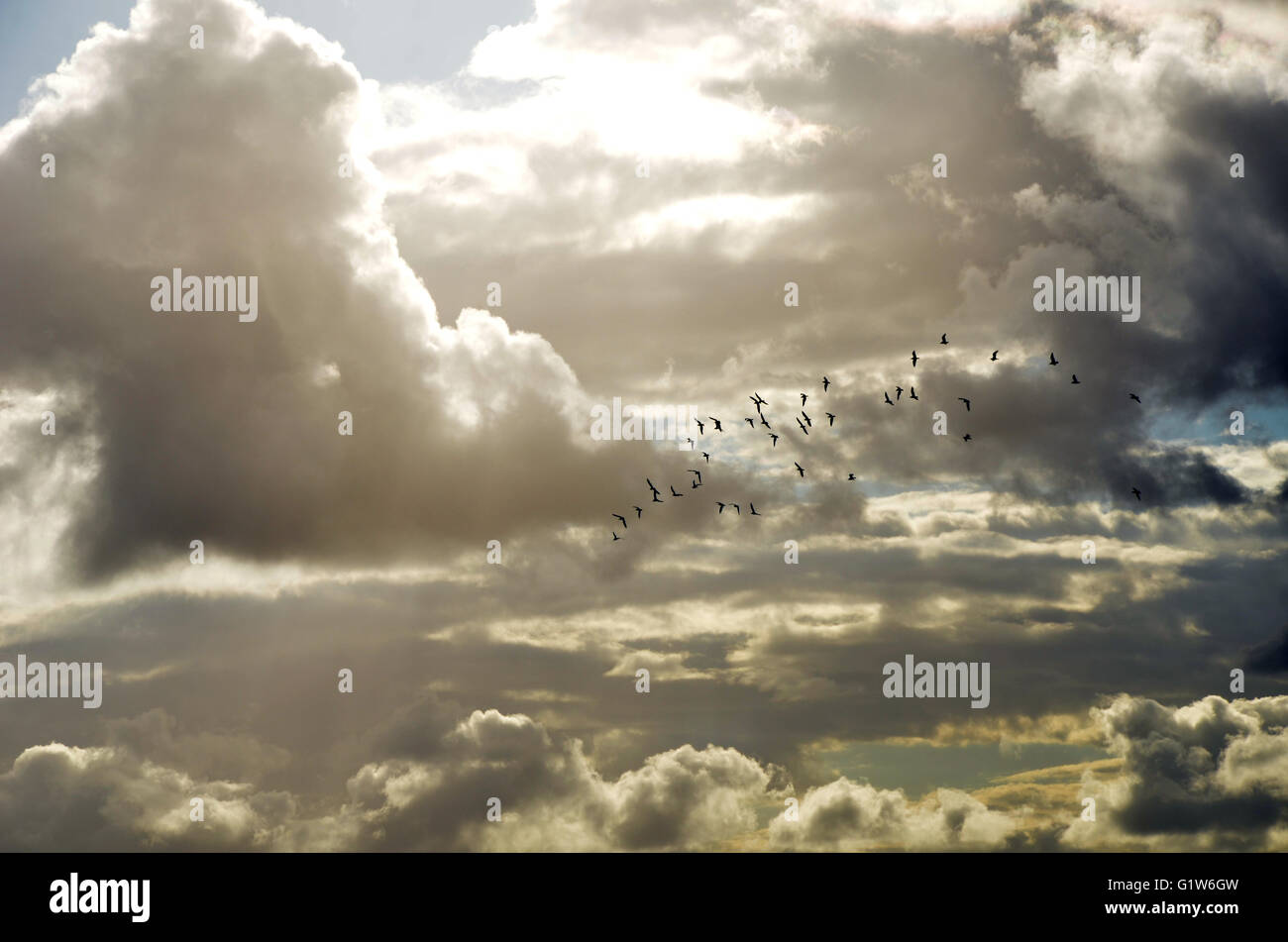 Flock of birds flying through heavenly clouds Stock Photo - Alamy