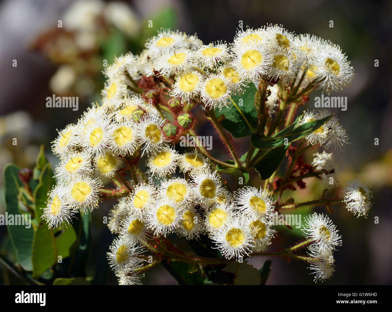 White and yellow flowers of an Australian gumtree Angophora hispida ...