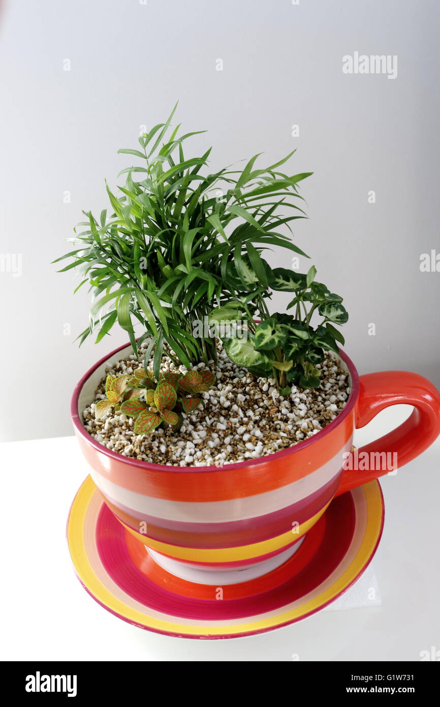 Room with pot plants hi-res stock photography and images - Alamy