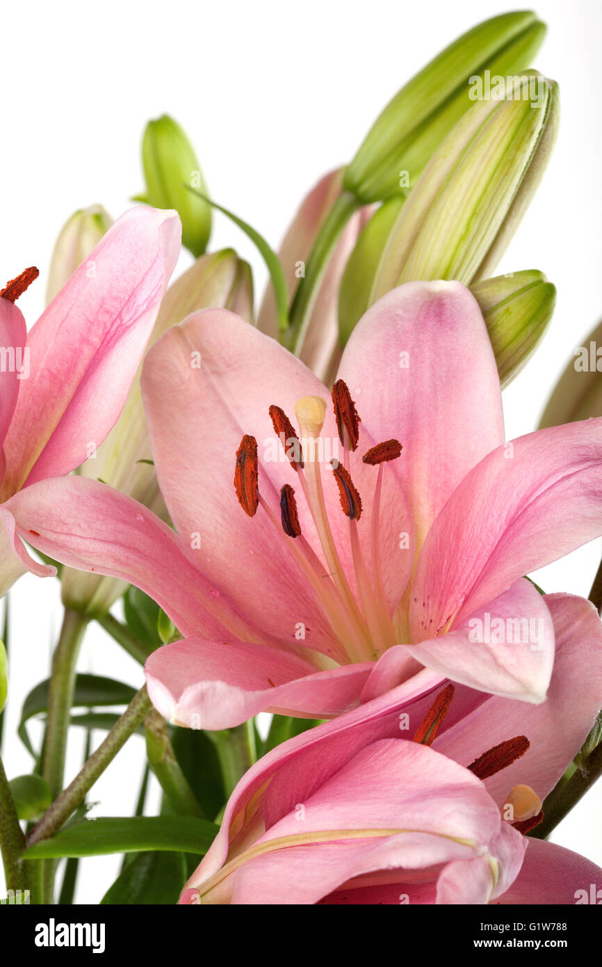 Soft pastel pink lily flowers Stock Photo - Alamy