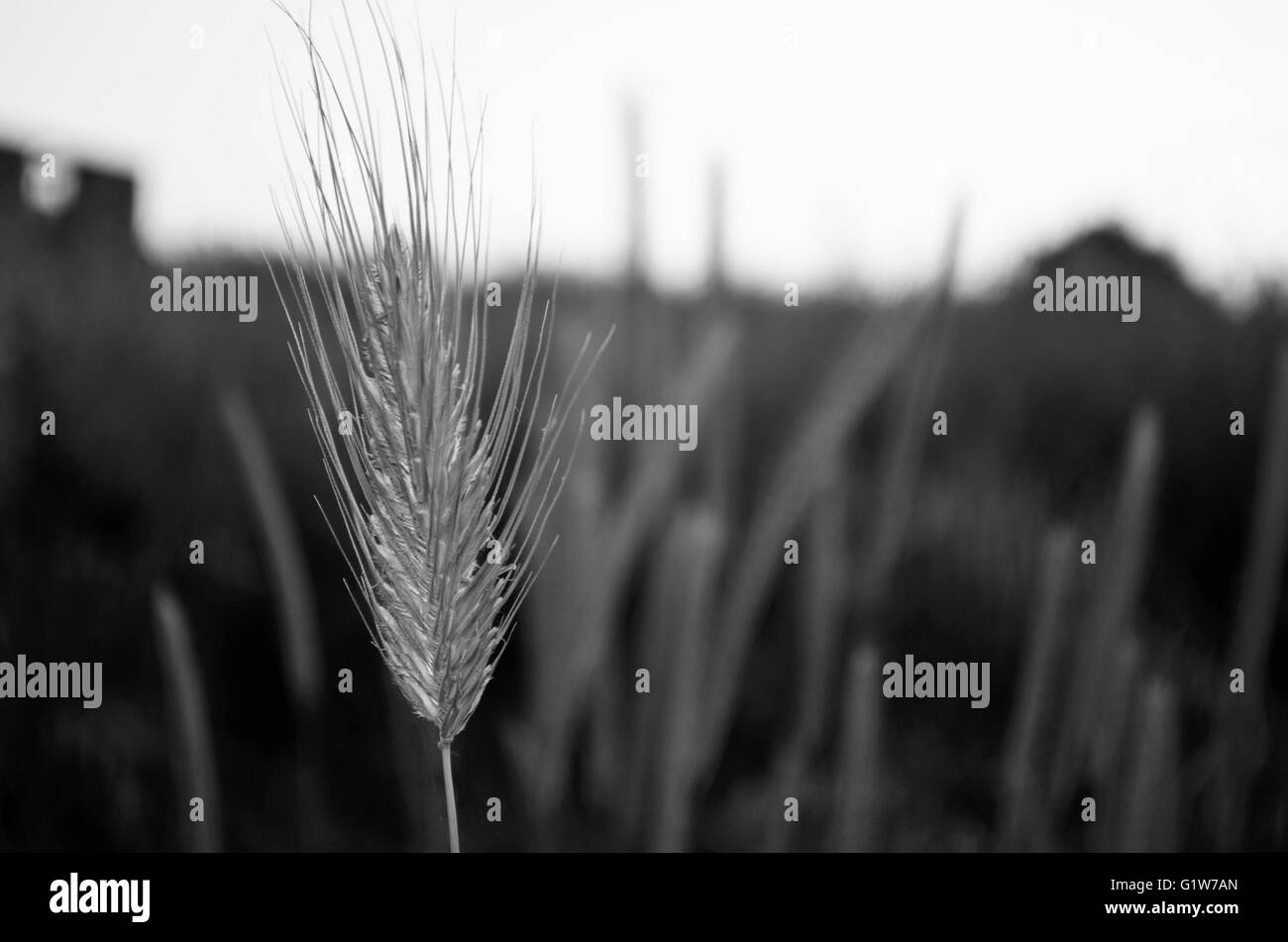 Photography of nature in the open space Stock Photo - Alamy