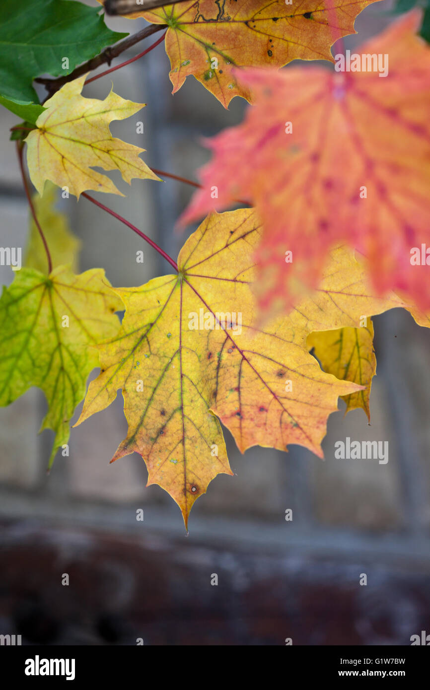 Colorful Autumn Leaves Stock Photo - Alamy