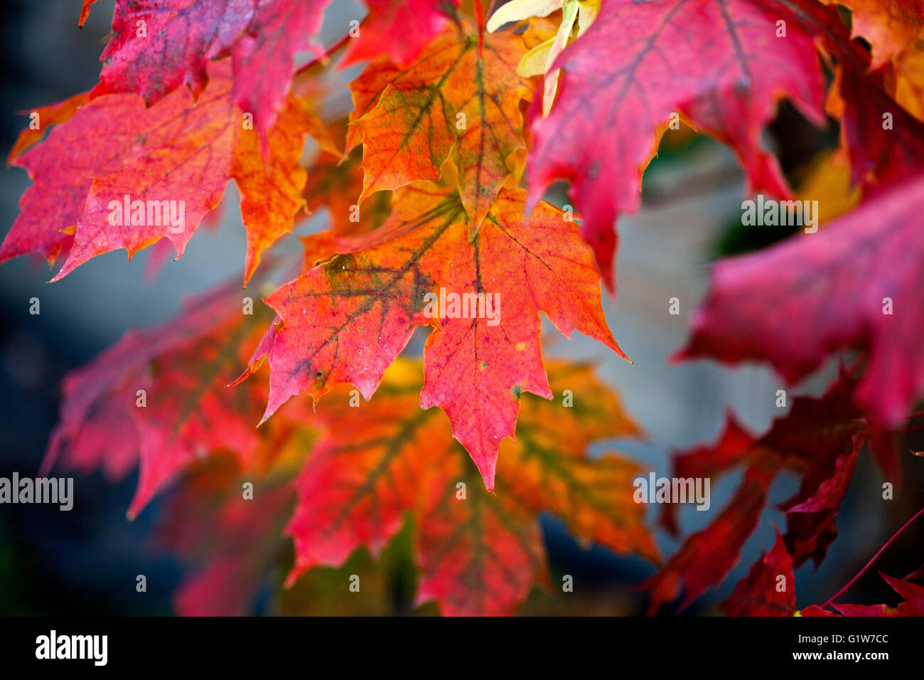 Colorful Autumn Leaves Stock Photo - Alamy