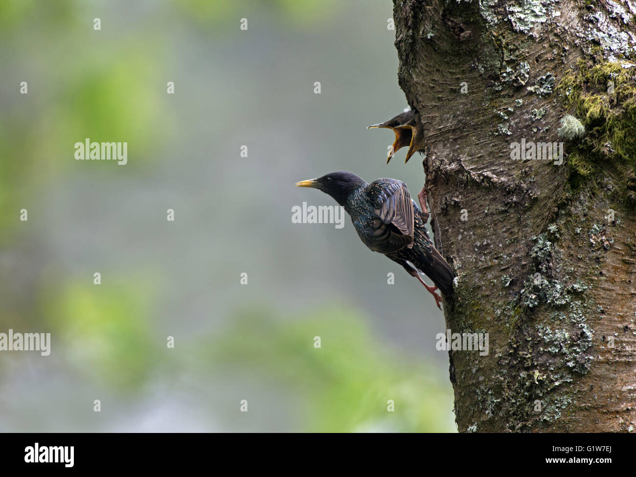 Adult and juveniles common starling hi-res stock photography and images ...