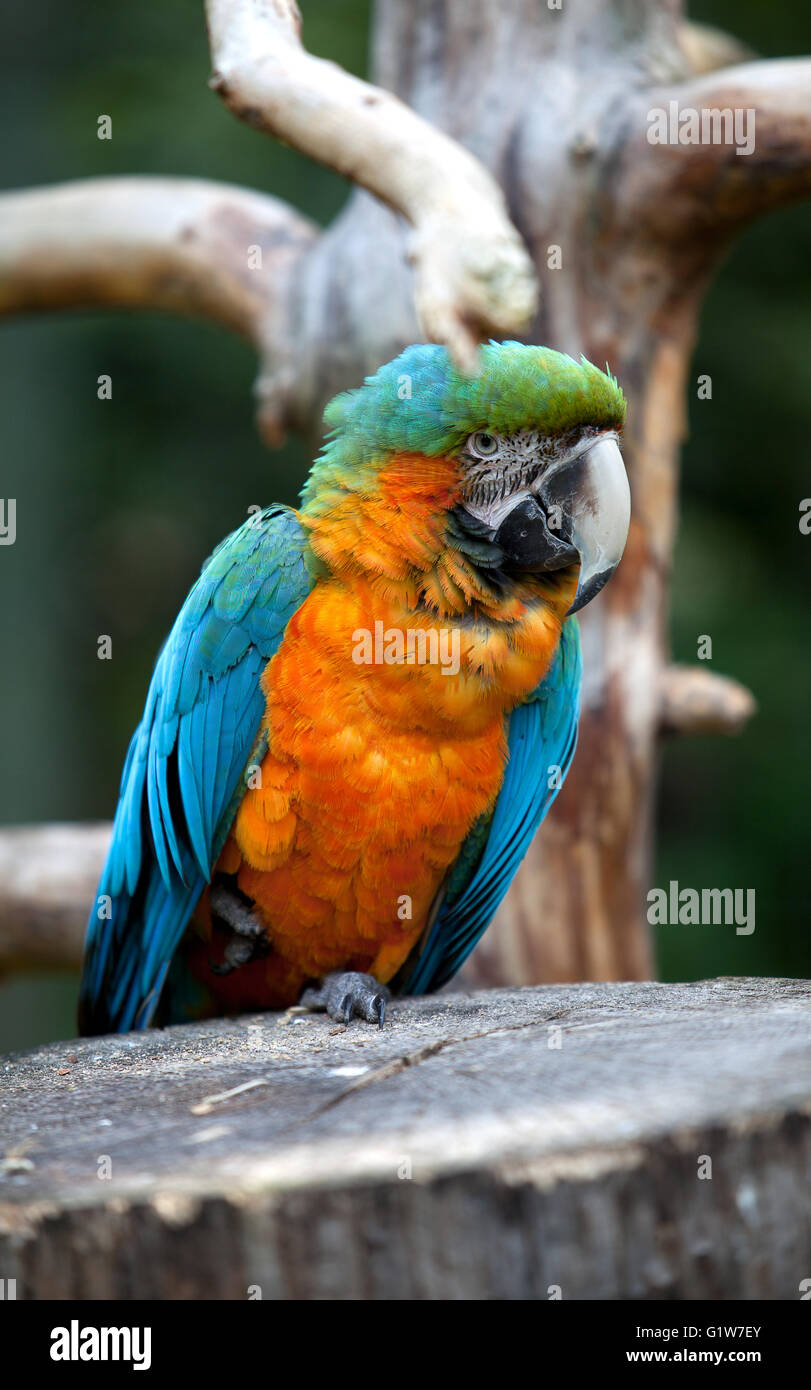 Colorful large bird hi-res stock photography and images - Alamy