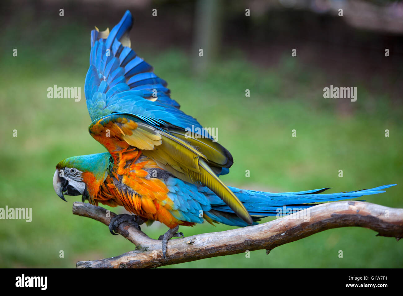 Large Colorful Ara sitting on branch Stock Photo - Alamy