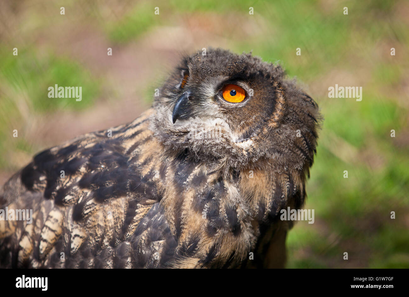 Closeup portrait of an great European Owl Stock Photo - Alamy