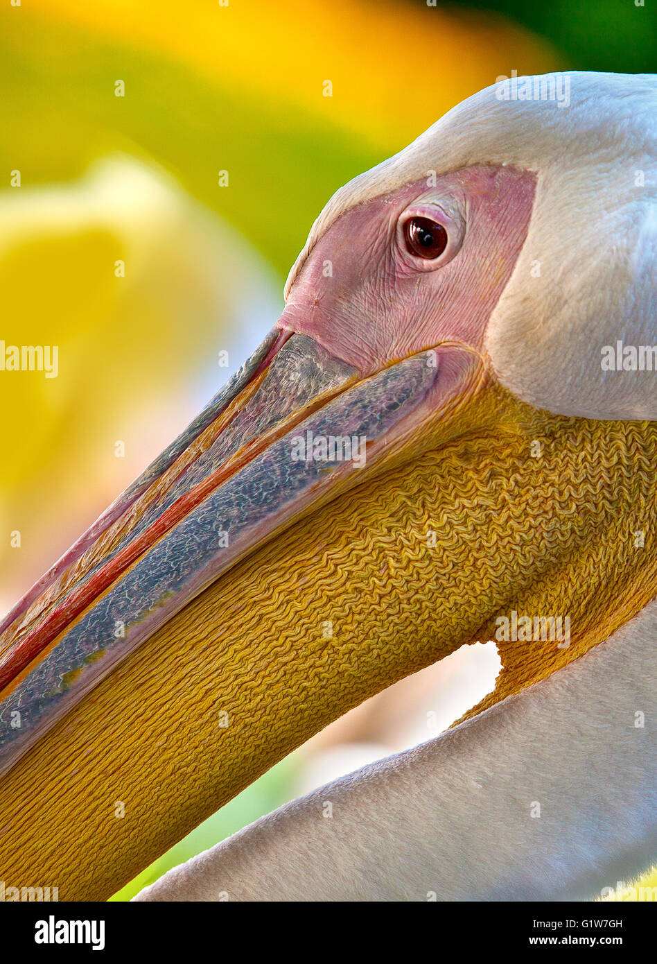 Close-Up of Pelican face with eye and beak Stock Photo - Alamy