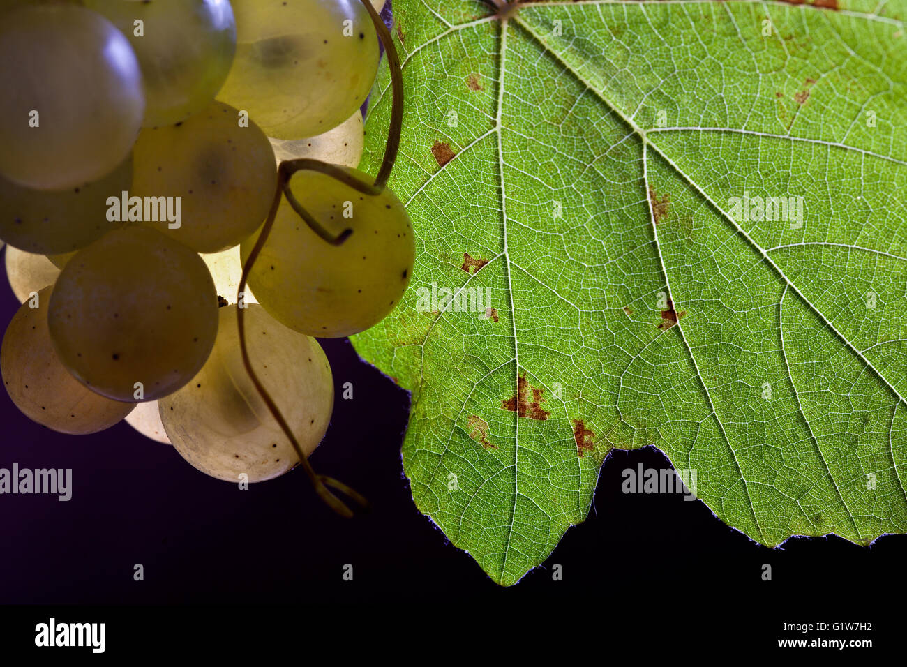 Withered grape hi-res stock photography and images - Alamy
