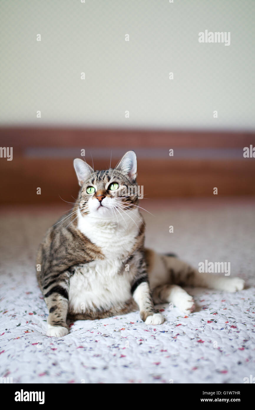 Common house cat hi-res stock photography and images - Alamy