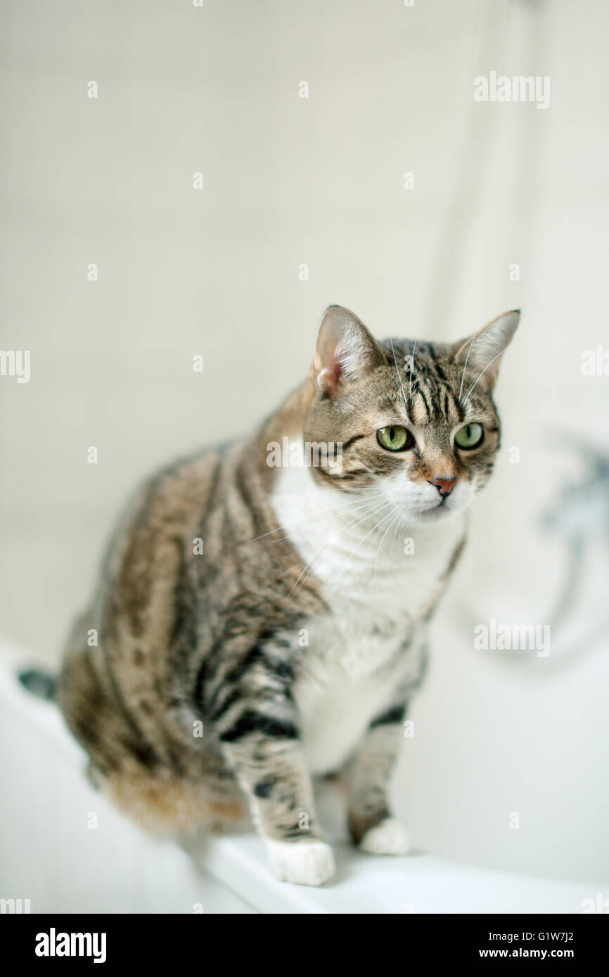 Portrait of a common european house cat in bathroom Stock Photo - Alamy