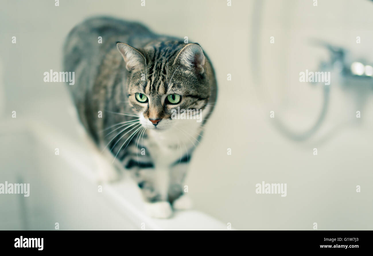 Portrait of a common european house cat in bathroom Stock Photo - Alamy
