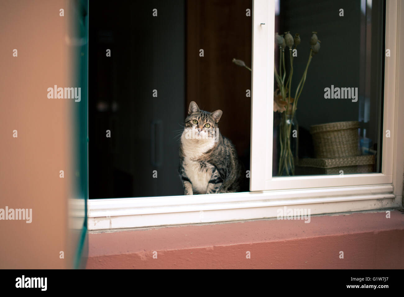 Portrait of a common european house cat sitting in window Stock Photo ...