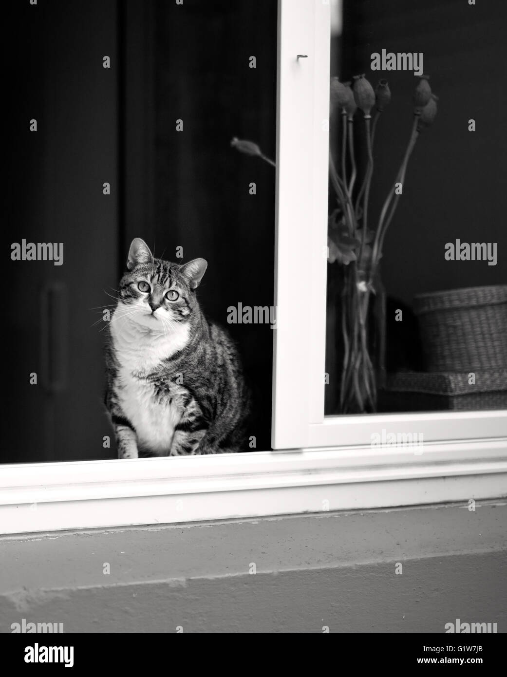 Portrait of a common european house cat sitting in window Stock Photo ...