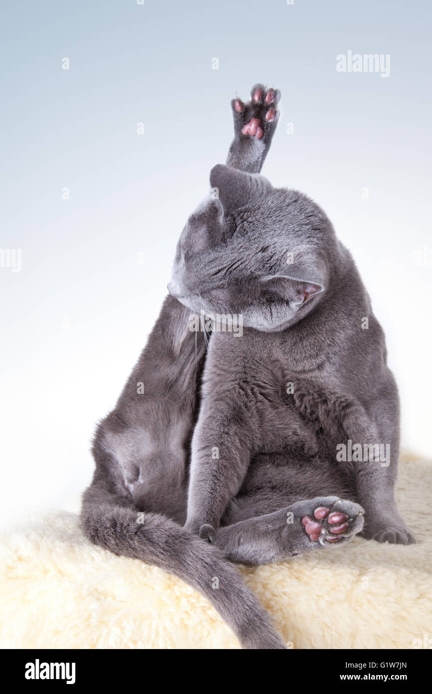 Russian cat hi-res stock photography and images - Alamy