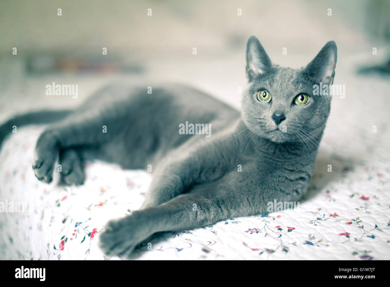 Russian Blue cat Stock Photo - Alamy